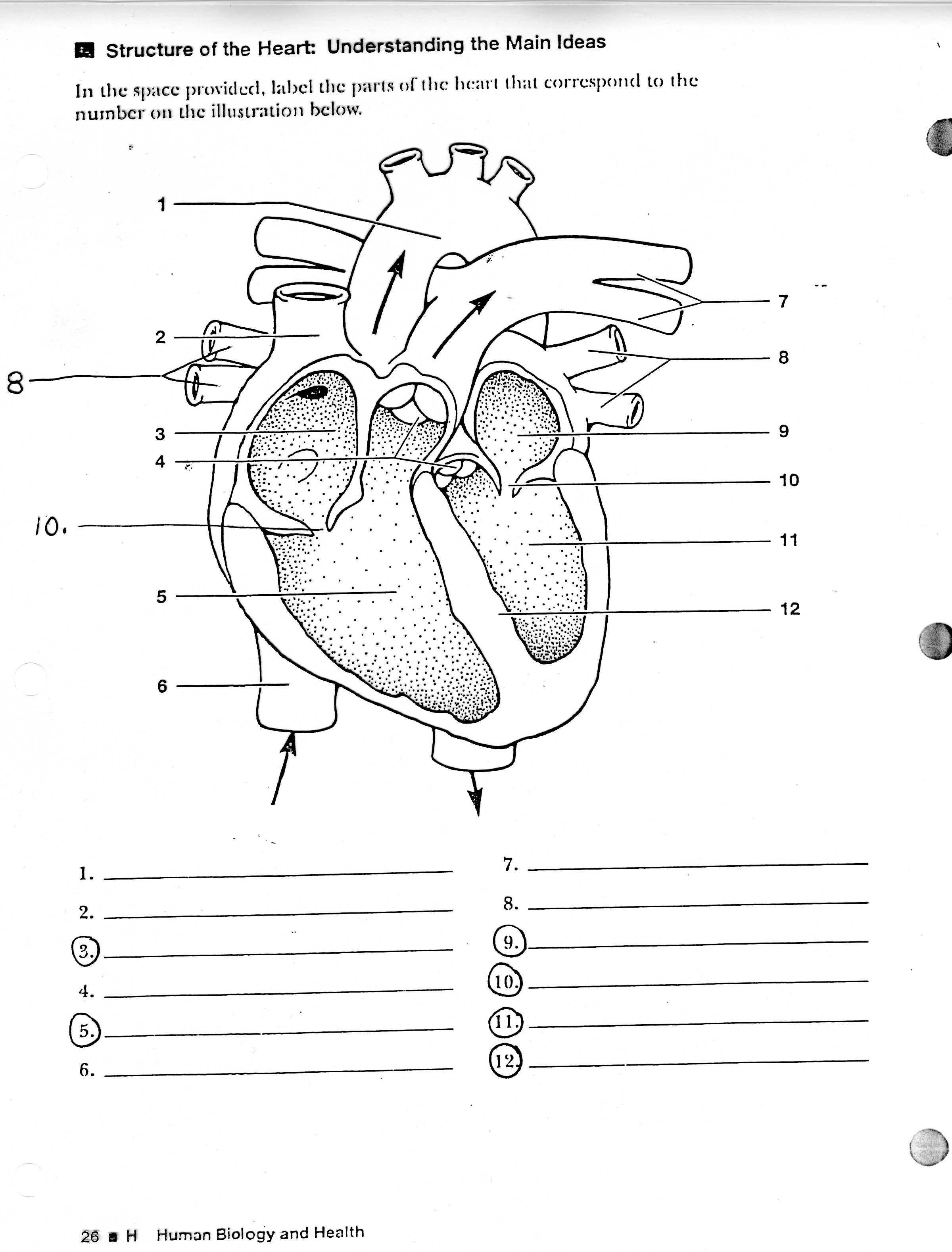 Heart Diagram To Label Printable Koran sticken co Heart Diagram